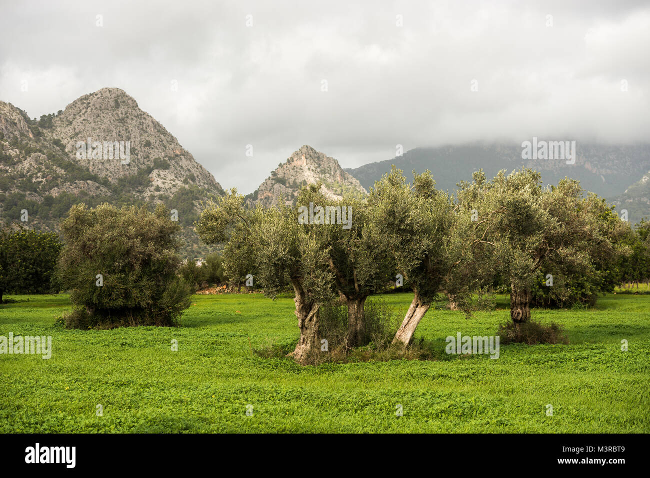 Centennial olive hi-res stock photography and images - Alamy