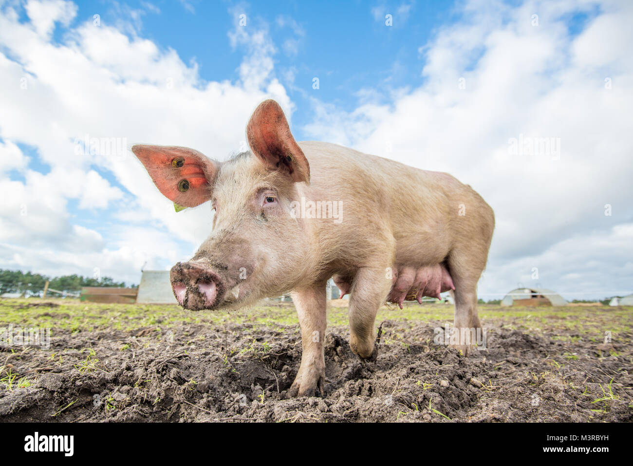 Happy pig on an organic farm in the UK Stock Photo - Alamy
