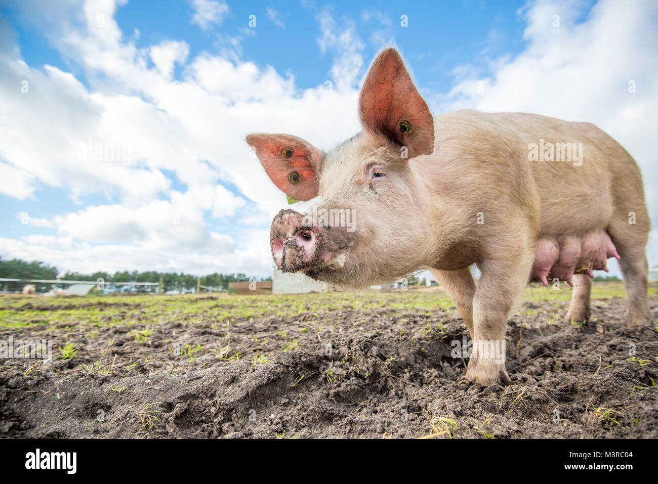 Happy pig on an organic farm in the UK Stock Photo - Alamy