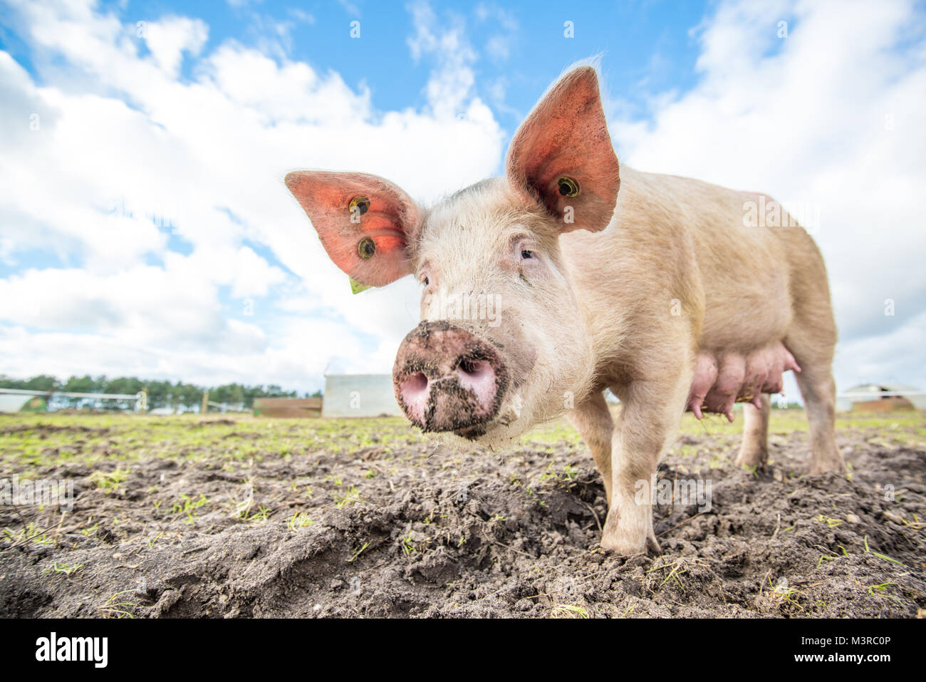 Pig happy uk hi-res stock photography and images - Alamy