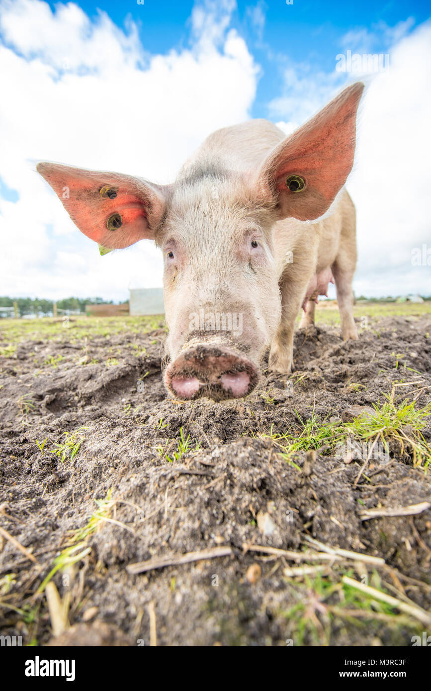 Happy pig on an organic farm in the UK Stock Photo - Alamy