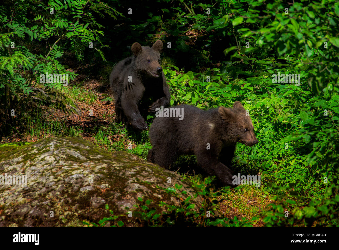 Wild brown bear cubs playing in the Bavarian Forrest Stock Photo - Alamy