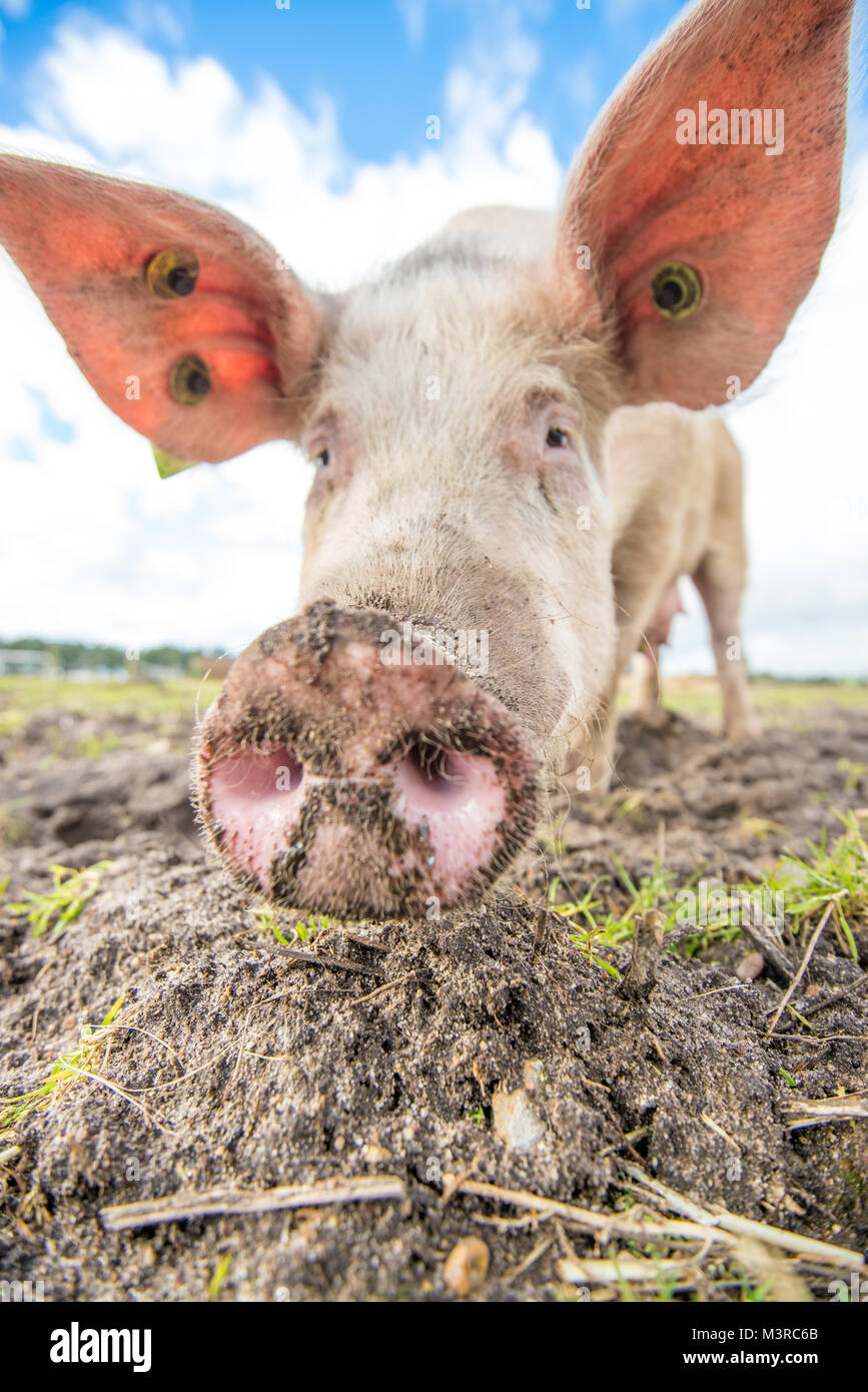 Happy pig on an organic farm in the UK Stock Photo - Alamy