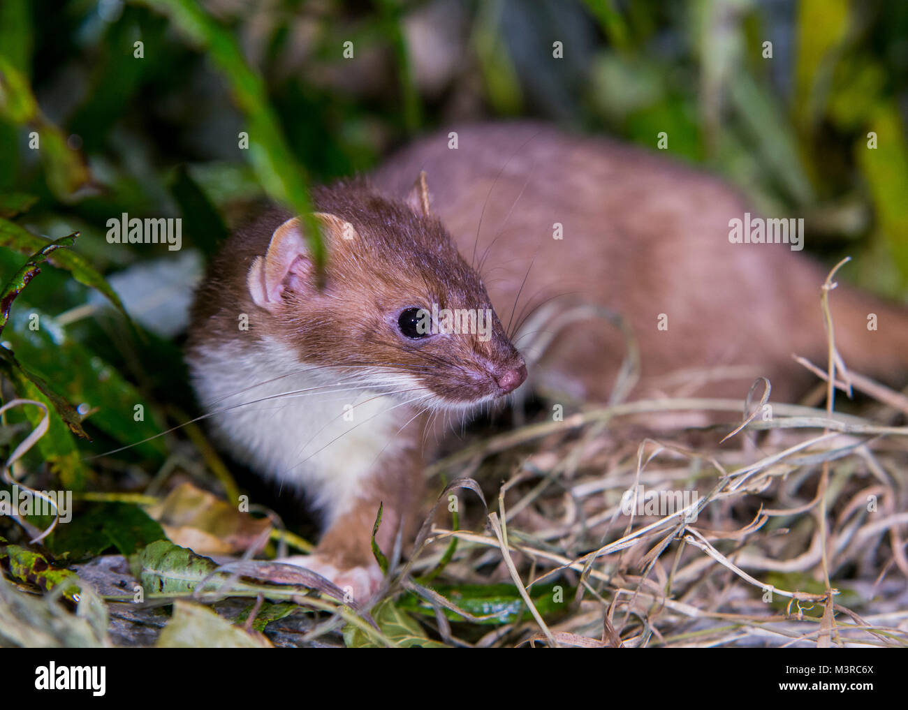 Jenna Chamberlain Stock Photos & Images from Alamy