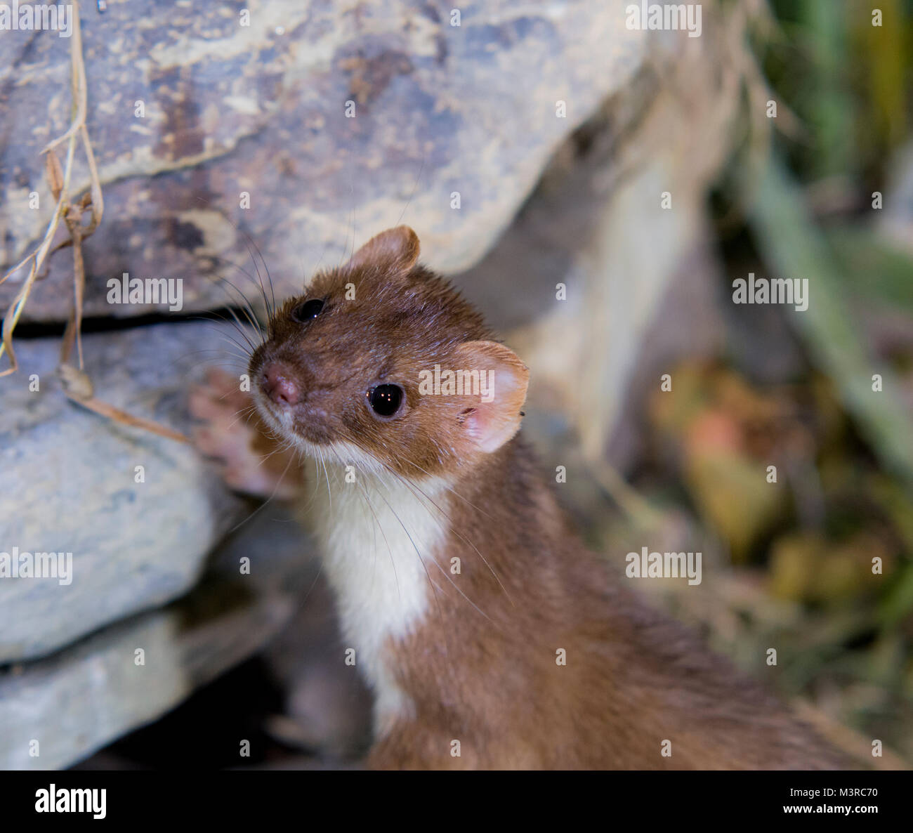 Red knee Tarantula in threat pose Stock Photo - Alamy