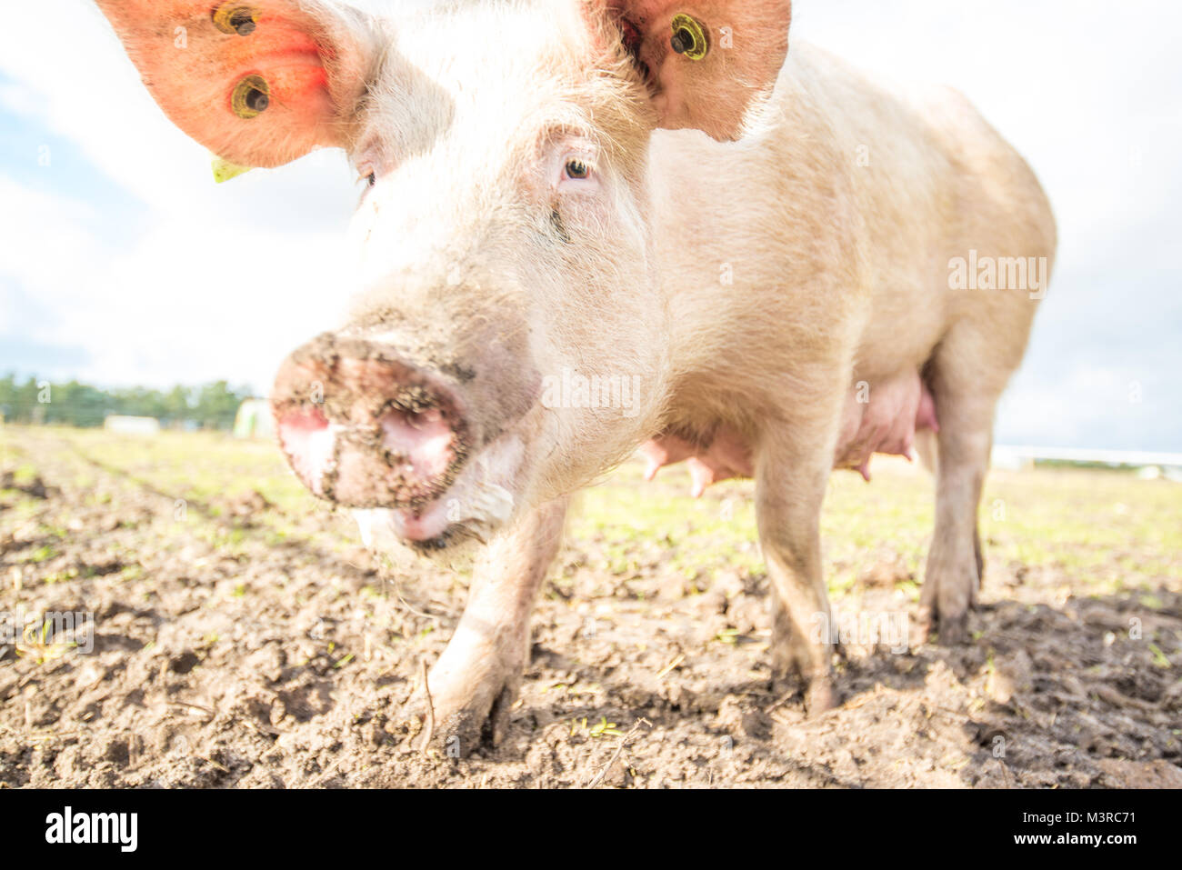 Happy pig on an organic farm in the UK Stock Photo - Alamy
