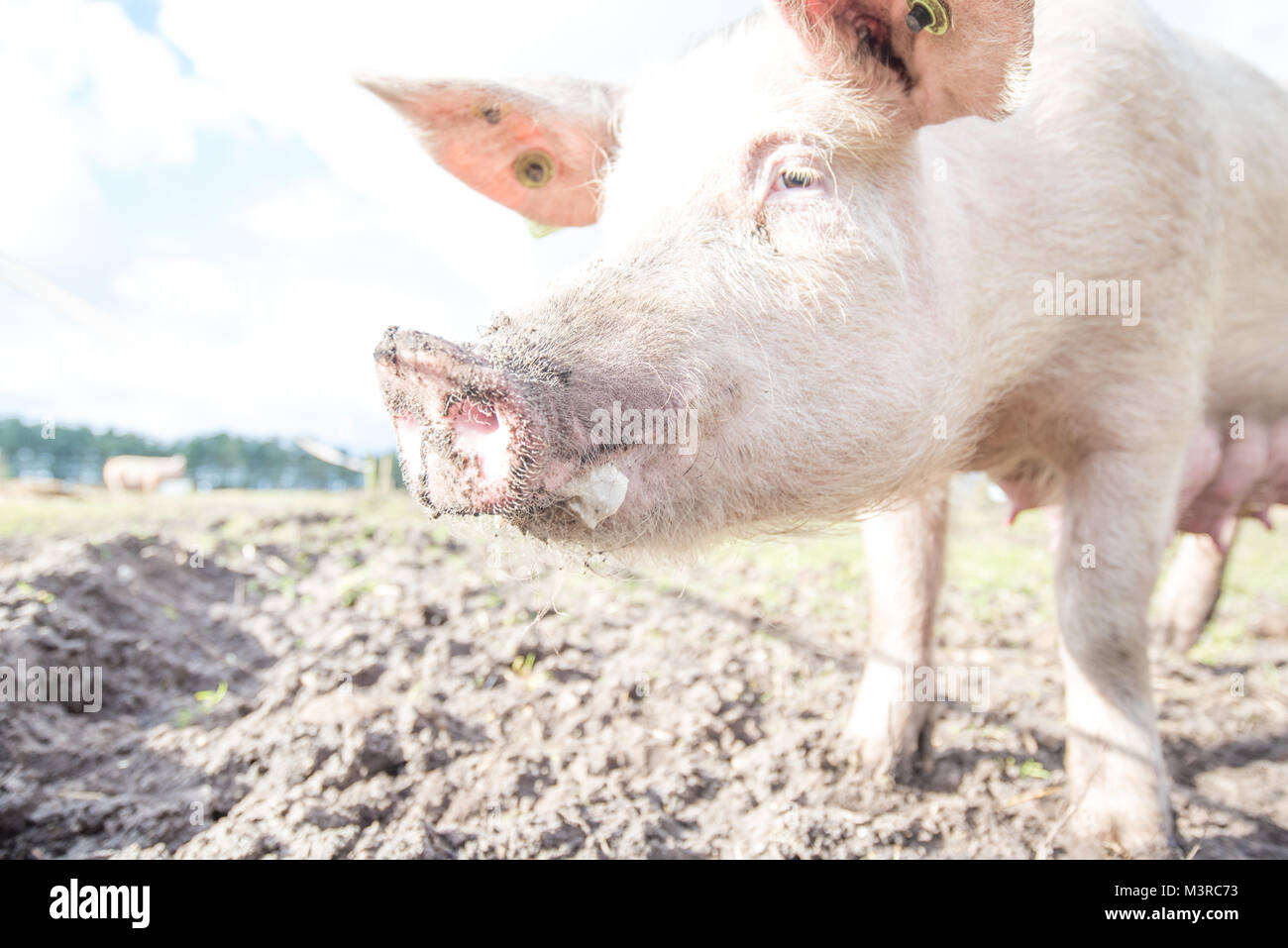 Happy pig on an organic farm in the UK Stock Photo - Alamy