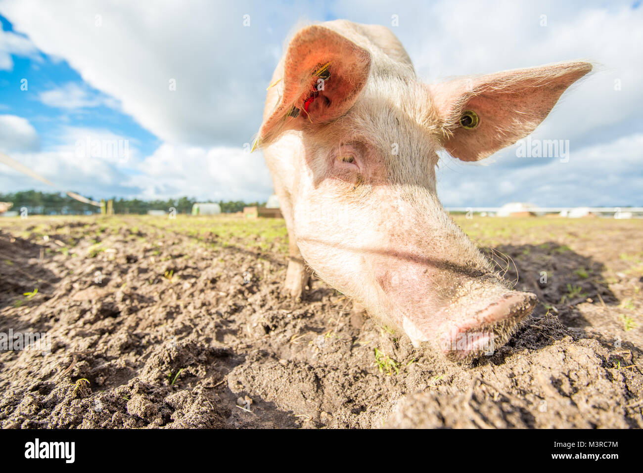 Happy pig on an organic farm in the UK Stock Photo - Alamy