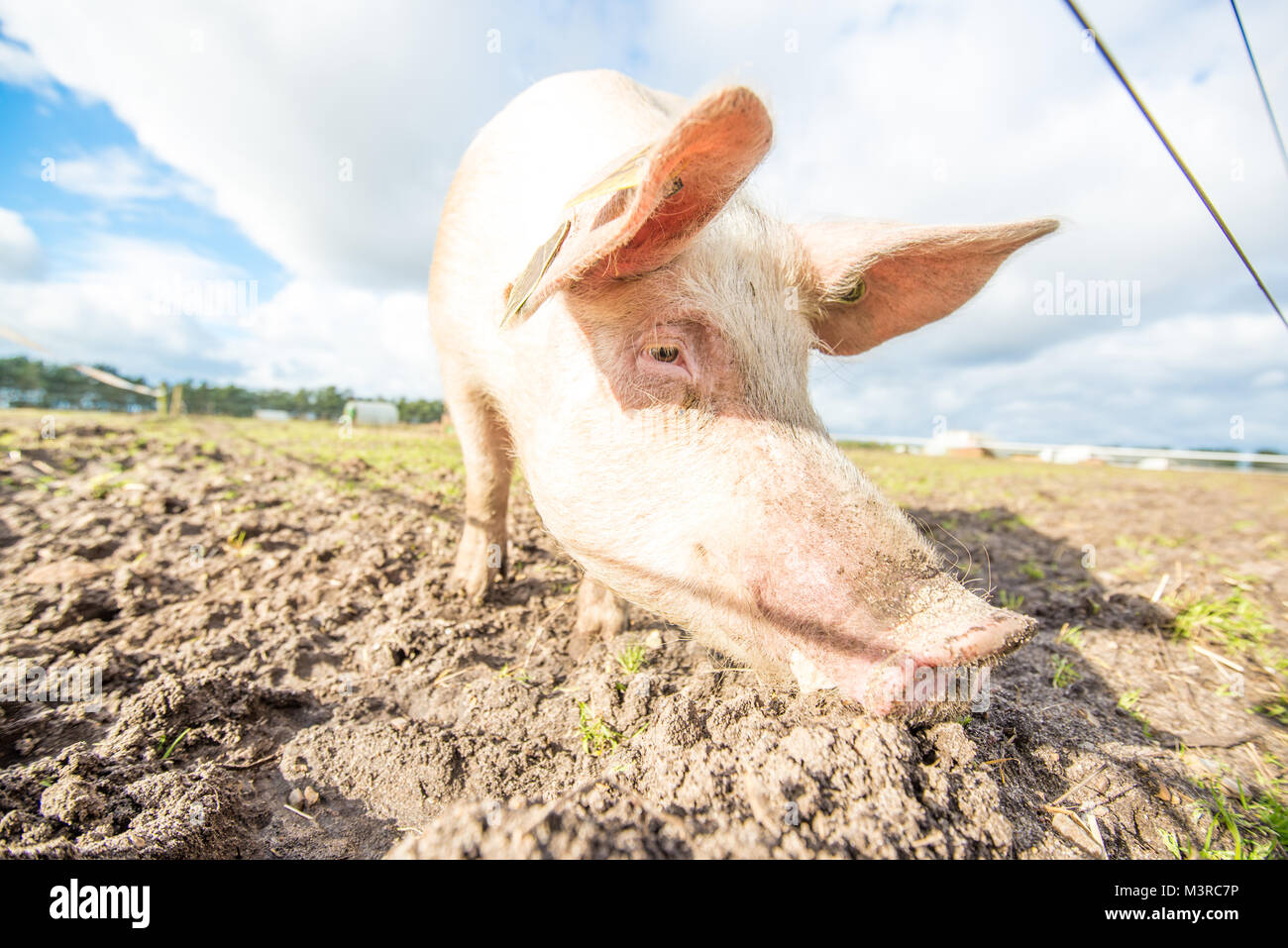 Happy pig on an organic farm in the UK Stock Photo - Alamy