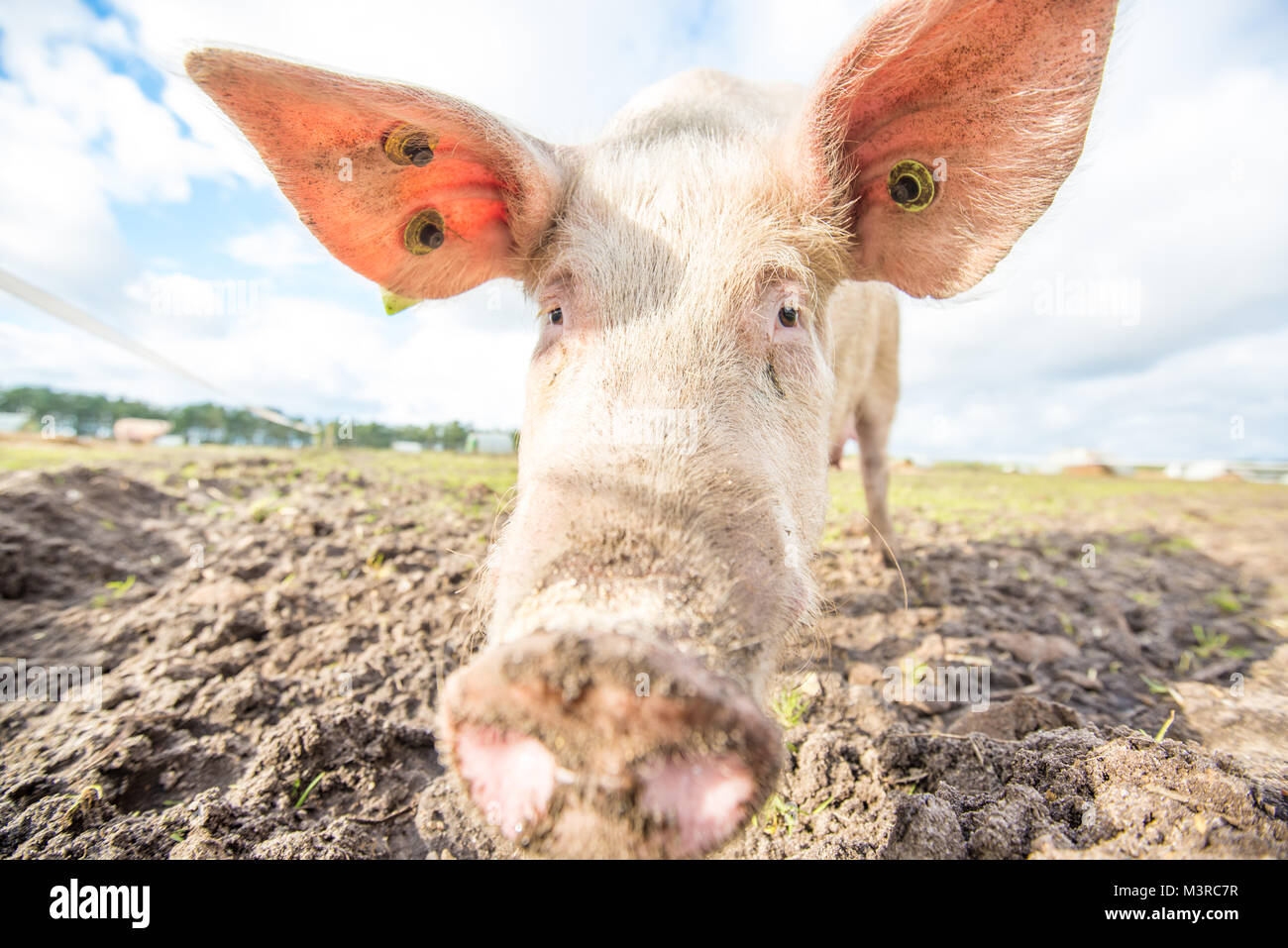 Happy pig on an organic farm in the UK Stock Photo - Alamy