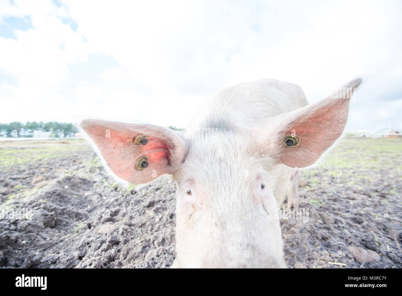 Happy pig on an organic farm in the UK Stock Photo - Alamy