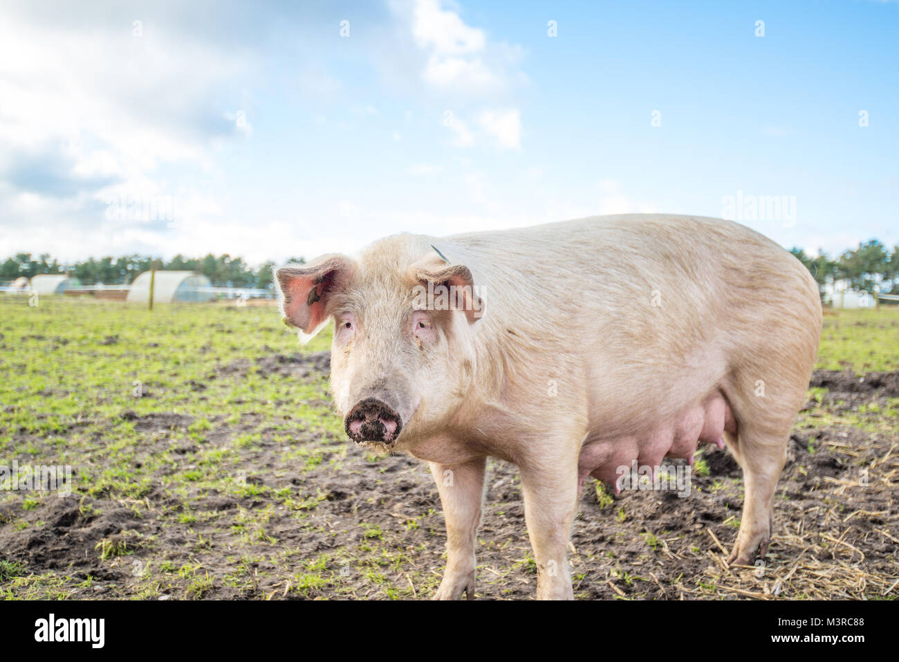 Happy pig on an organic farm in the UK Stock Photo - Alamy