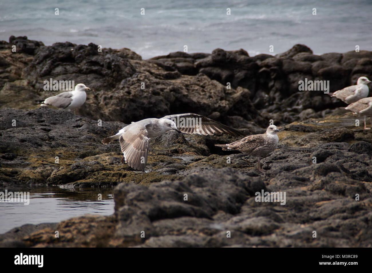 Birds of lanzarote hi-res stock photography and images - Alamy