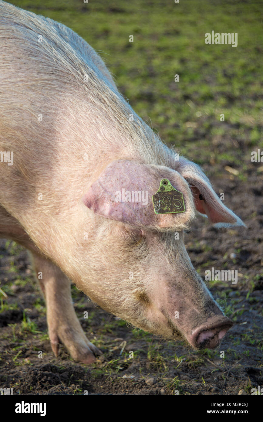 Happy pig on an organic farm in the UK Stock Photo - Alamy