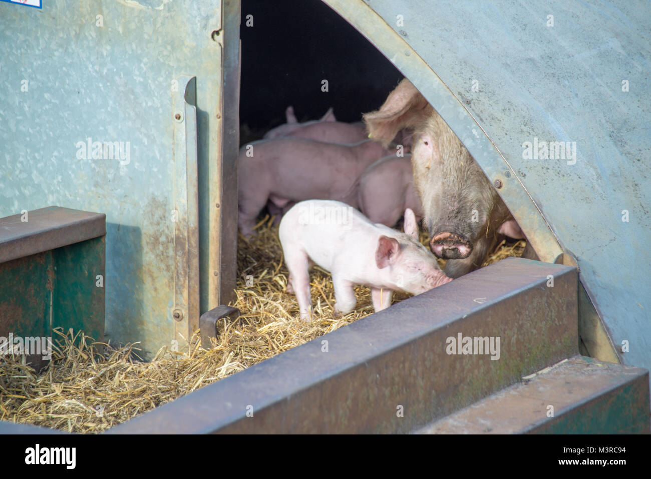 Happy pig on an organic farm in the UK Stock Photo - Alamy