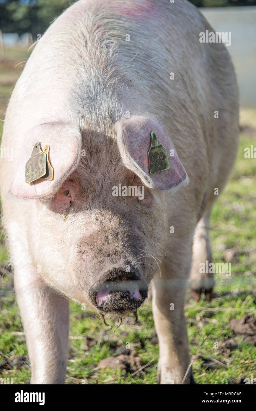 Happy pig on an organic farm in the UK Stock Photo - Alamy