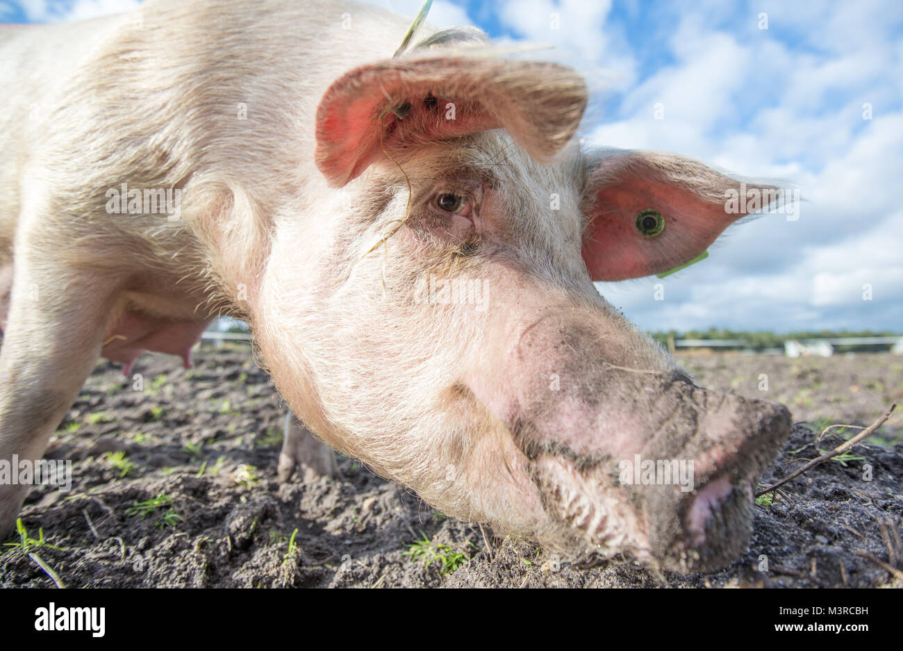 Happy pig on an organic farm in the UK Stock Photo - Alamy