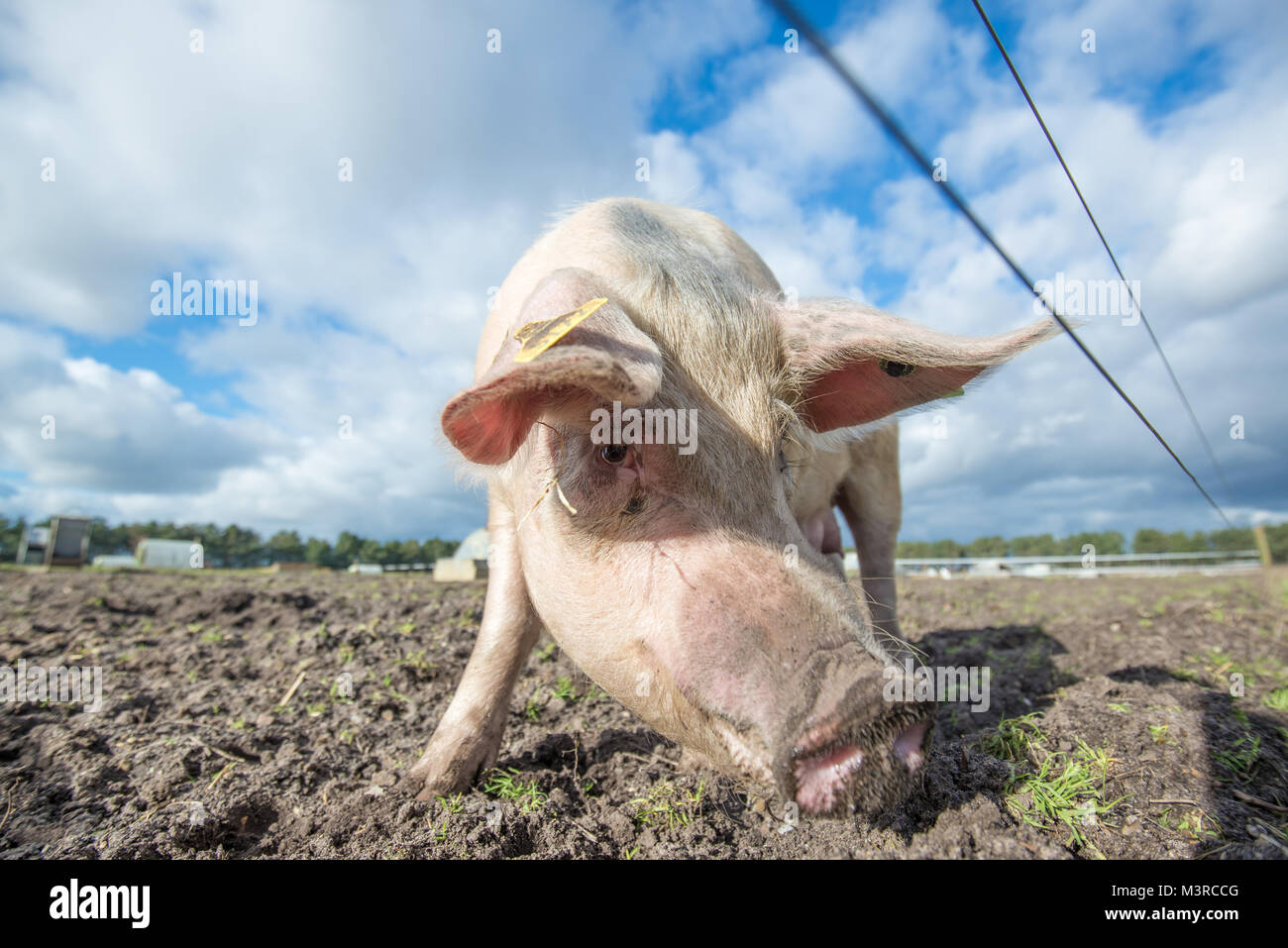 Happy pig on an organic farm in the UK Stock Photo - Alamy