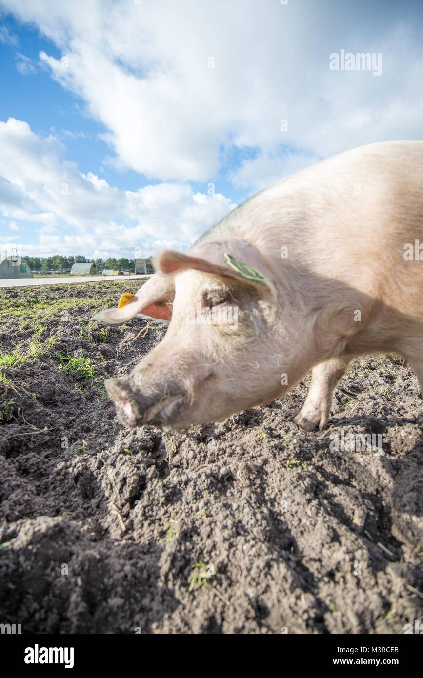 Happy pig on an organic farm in the UK Stock Photo - Alamy