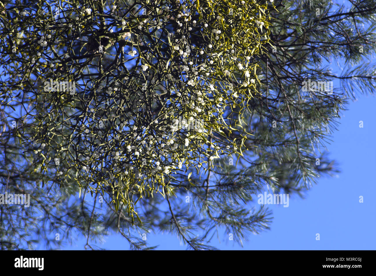poisonous mistletoe on coniferous tree Stock Photo - Alamy