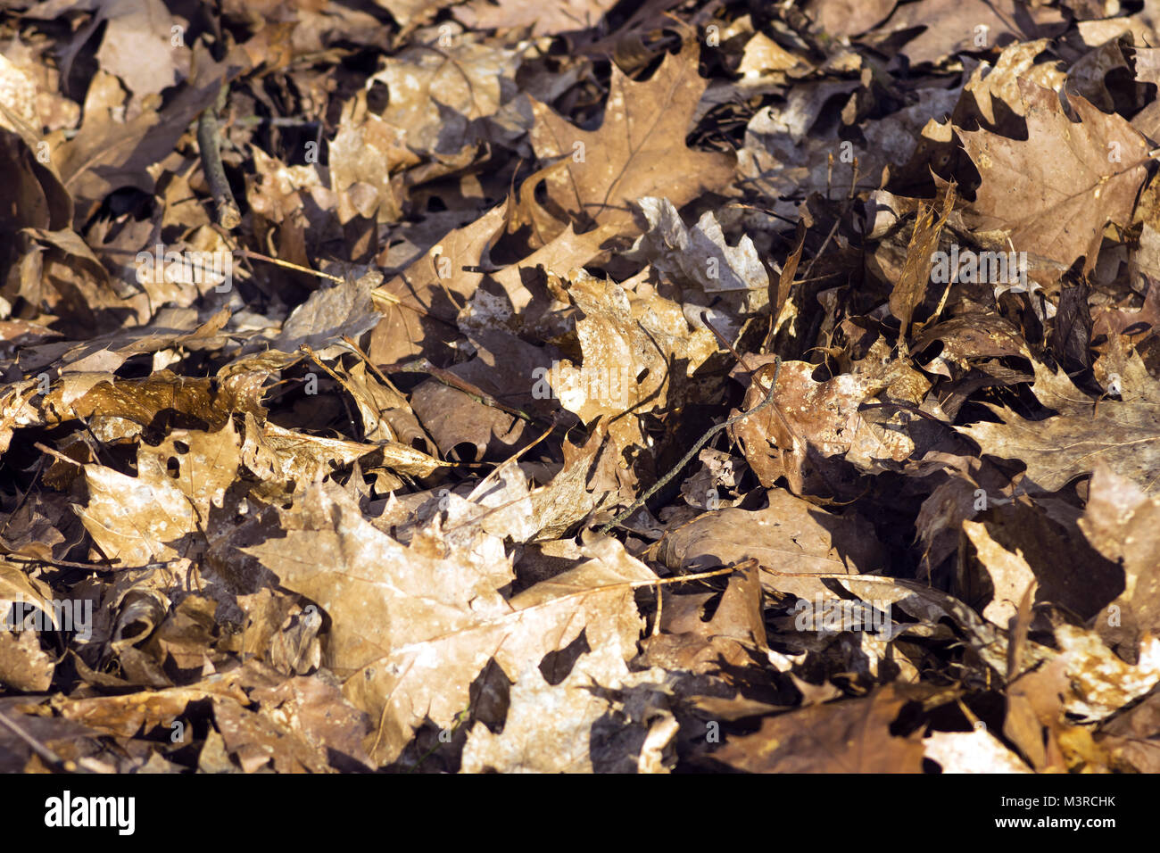 Old dry brown leaves Stock Photo - Alamy
