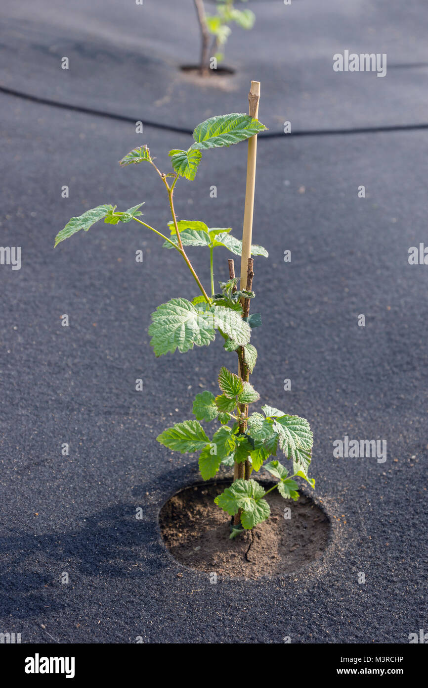 Raspberry seedling hi-res stock photography and images - Alamy
