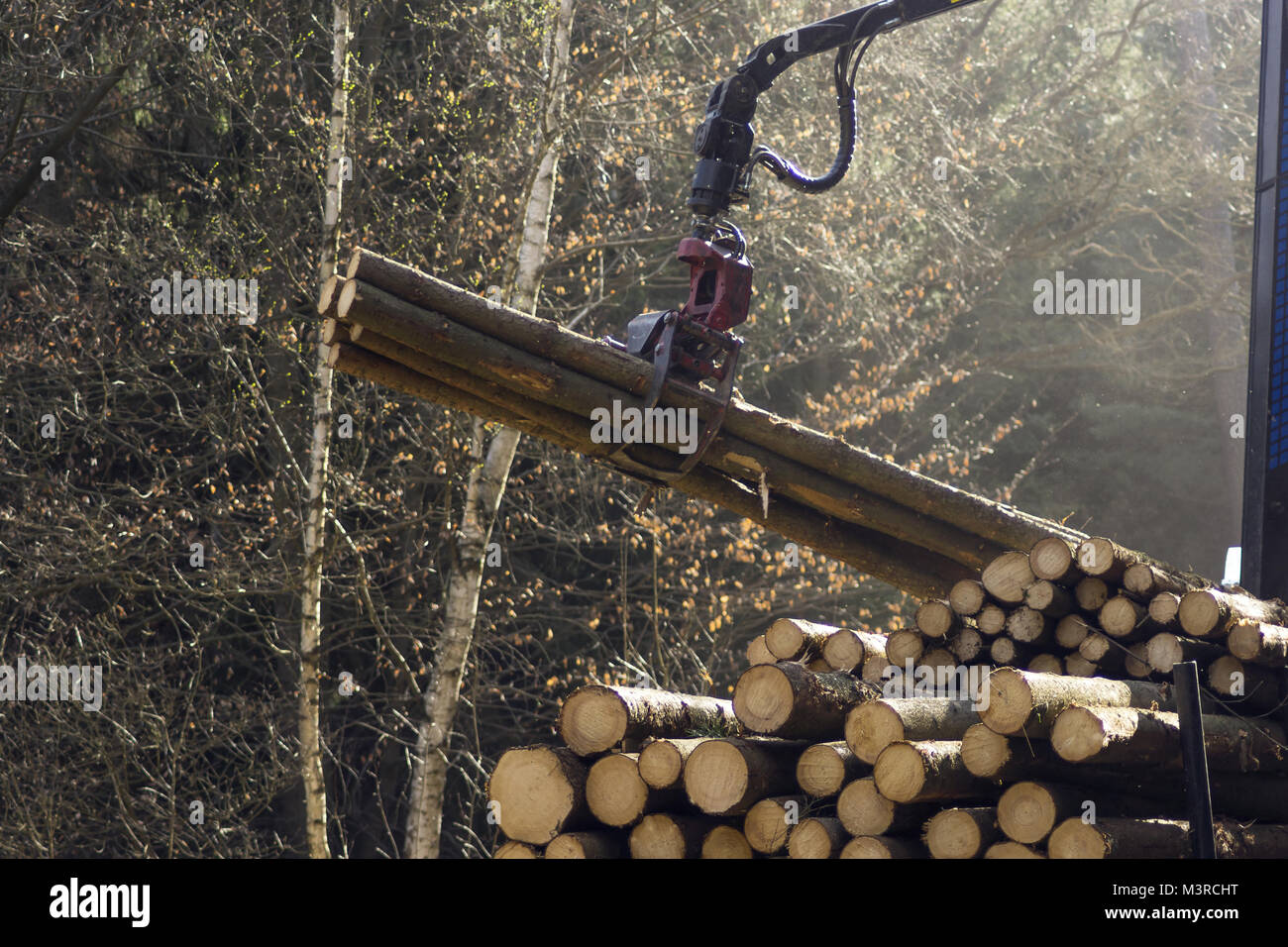 loading harvested timber in the forest Stock Photo - Alamy