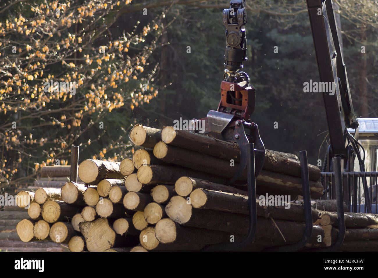 loading harvested timber in the forest Stock Photo - Alamy