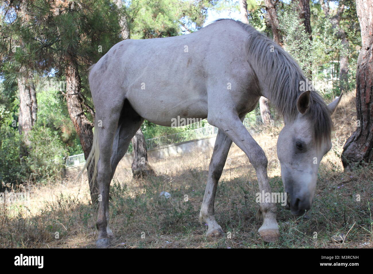 Horse with long mane hi-res stock photography and images - Alamy