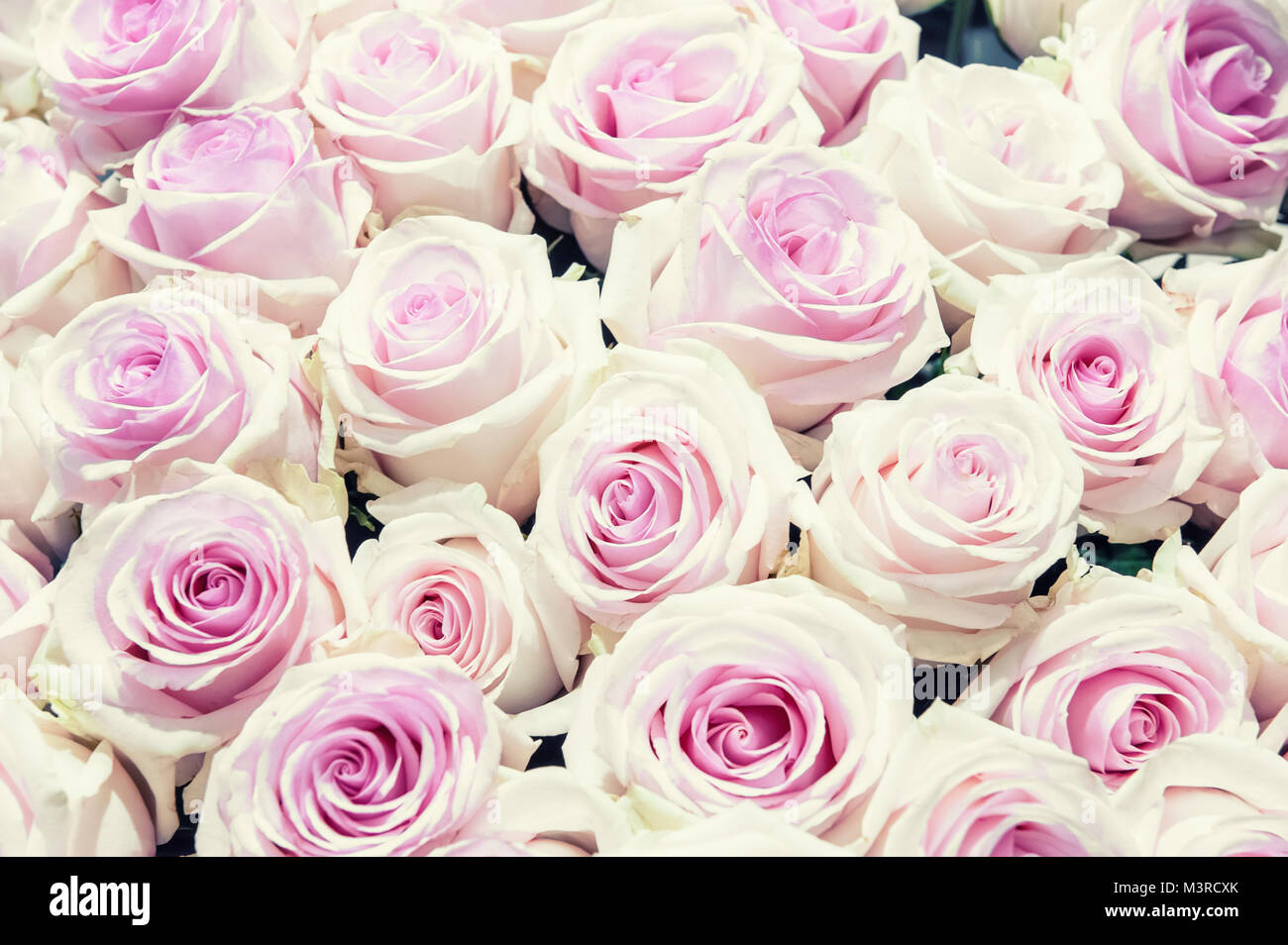 Roses of pink and green modern varieties in a bouquet for a gift ...