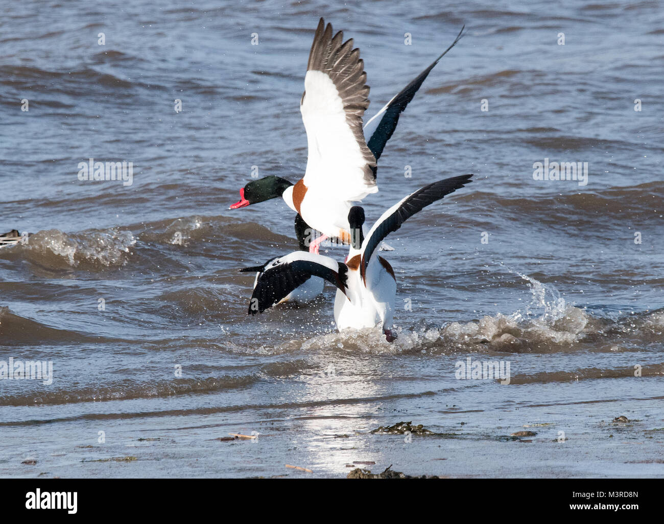 Shelduck feeding mud hi-res stock photography and images - Alamy