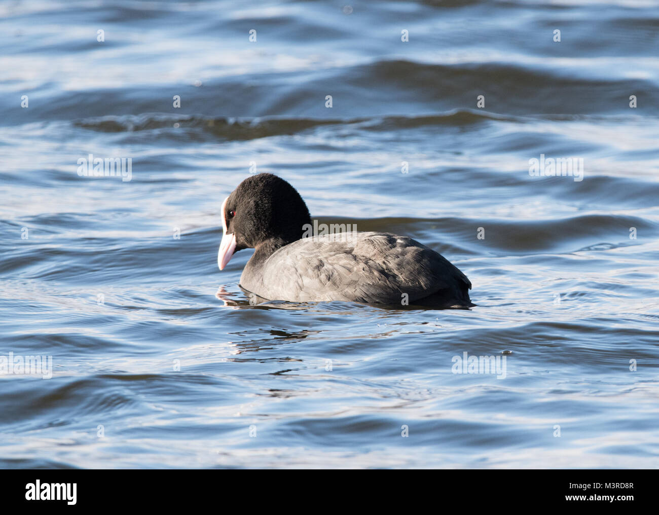 British coot hi-res stock photography and images - Alamy