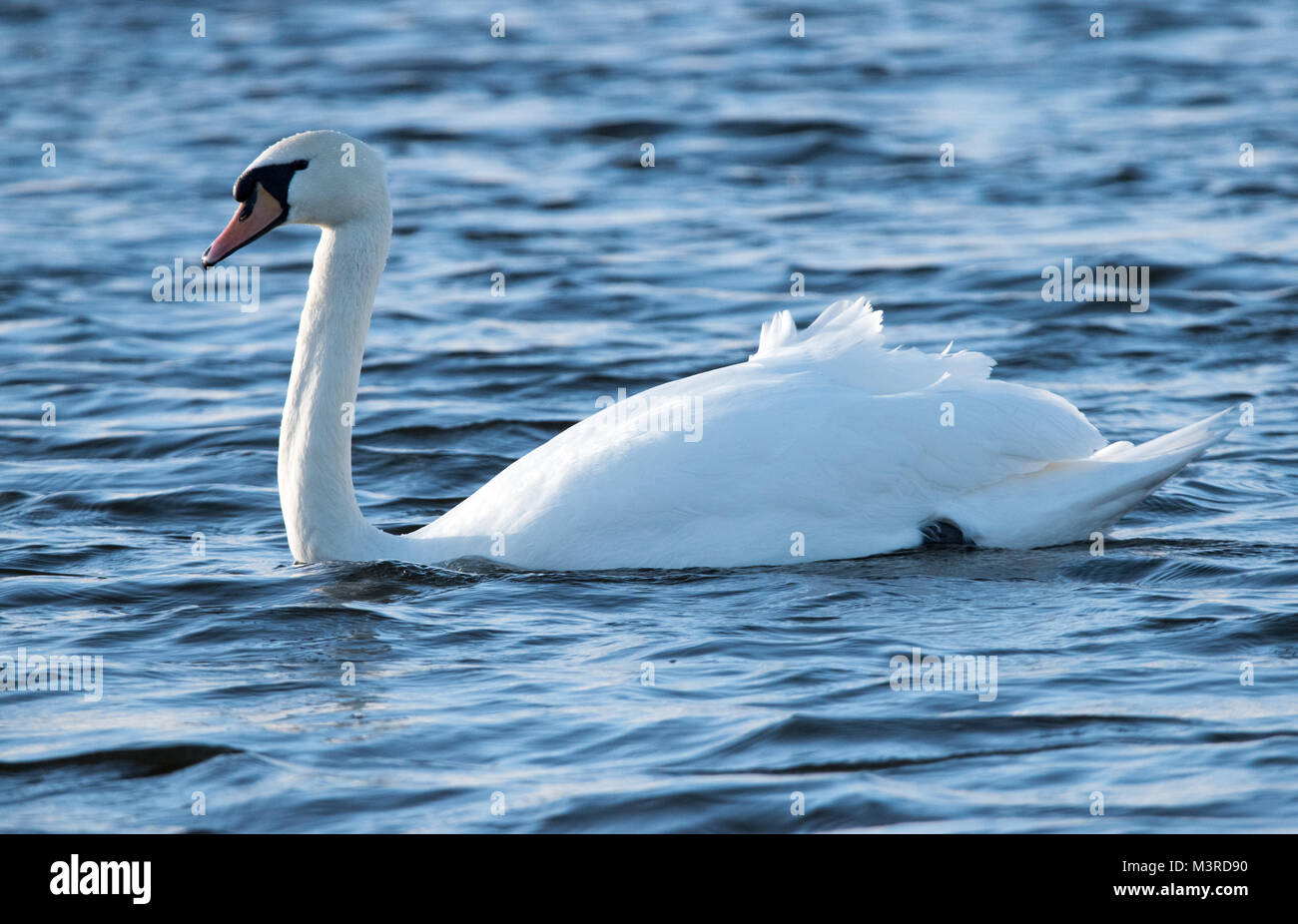 Natural environment swan hi-res stock photography and images - Alamy
