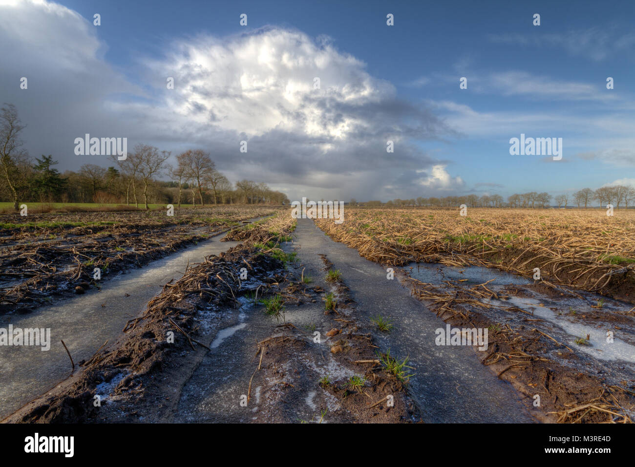 Agricultural loss: rotten potatoes on a muddy, frozen field in winter ...