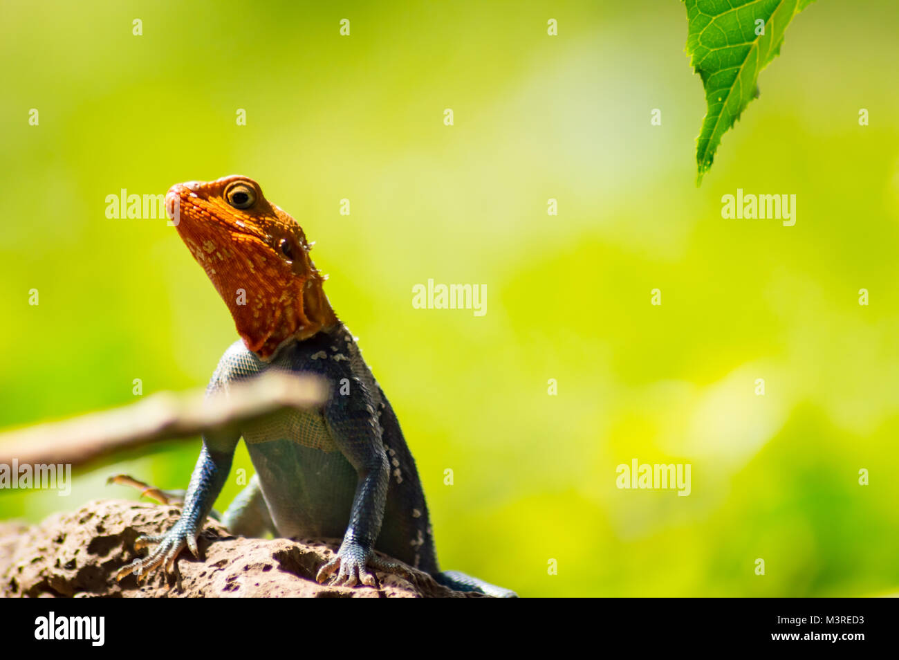Lizard called agame settlers in the savannah of Amboseli Park in Kenya ...