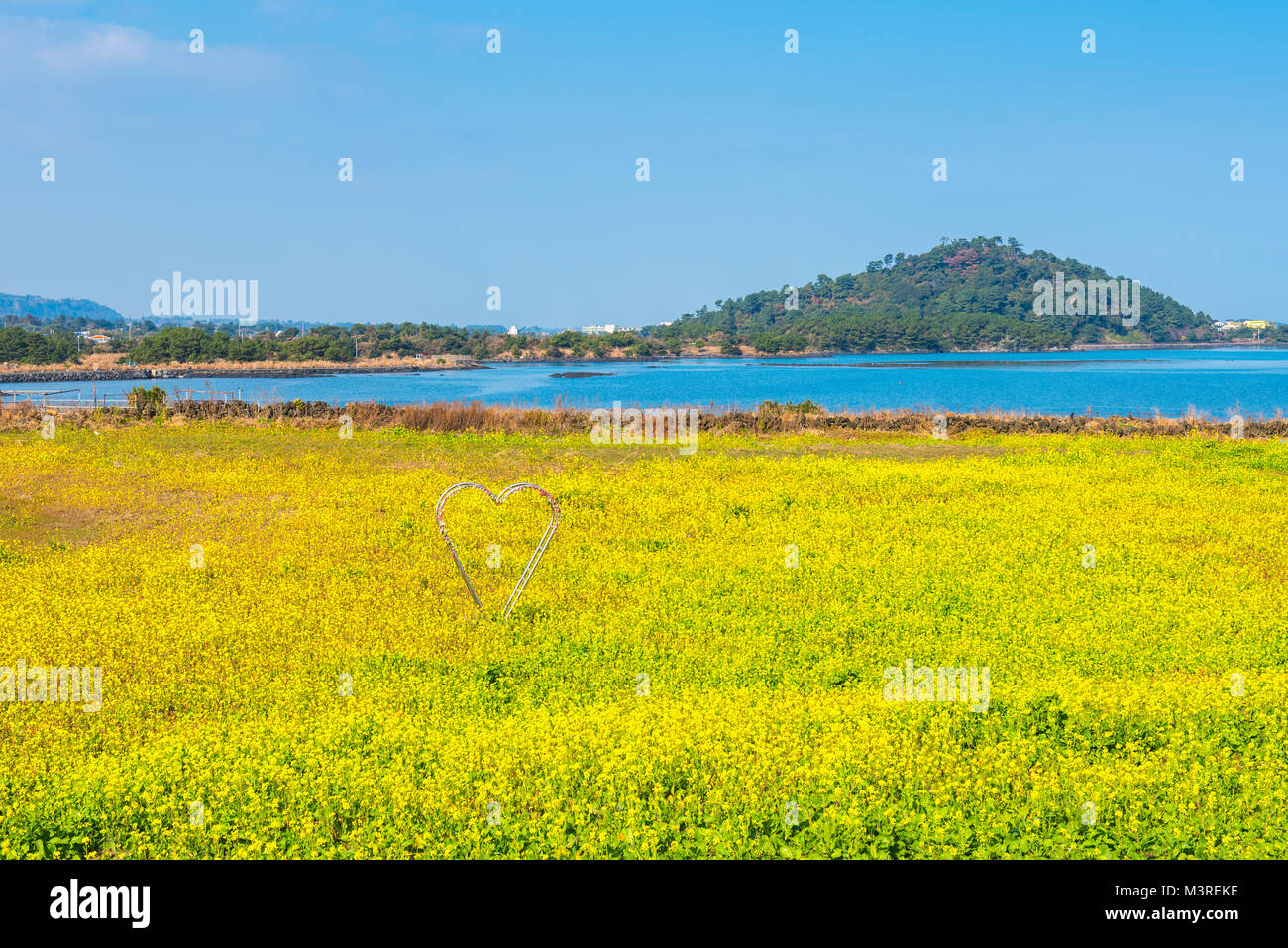 Canola field at Seongsan Ilchulbong, Jeju Island, South Korea Stock ...