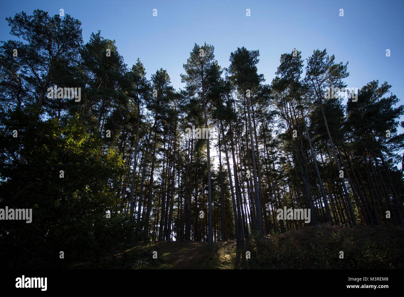 Trees At Frensham Pond, Surrey, UK Stock Photo - Alamy