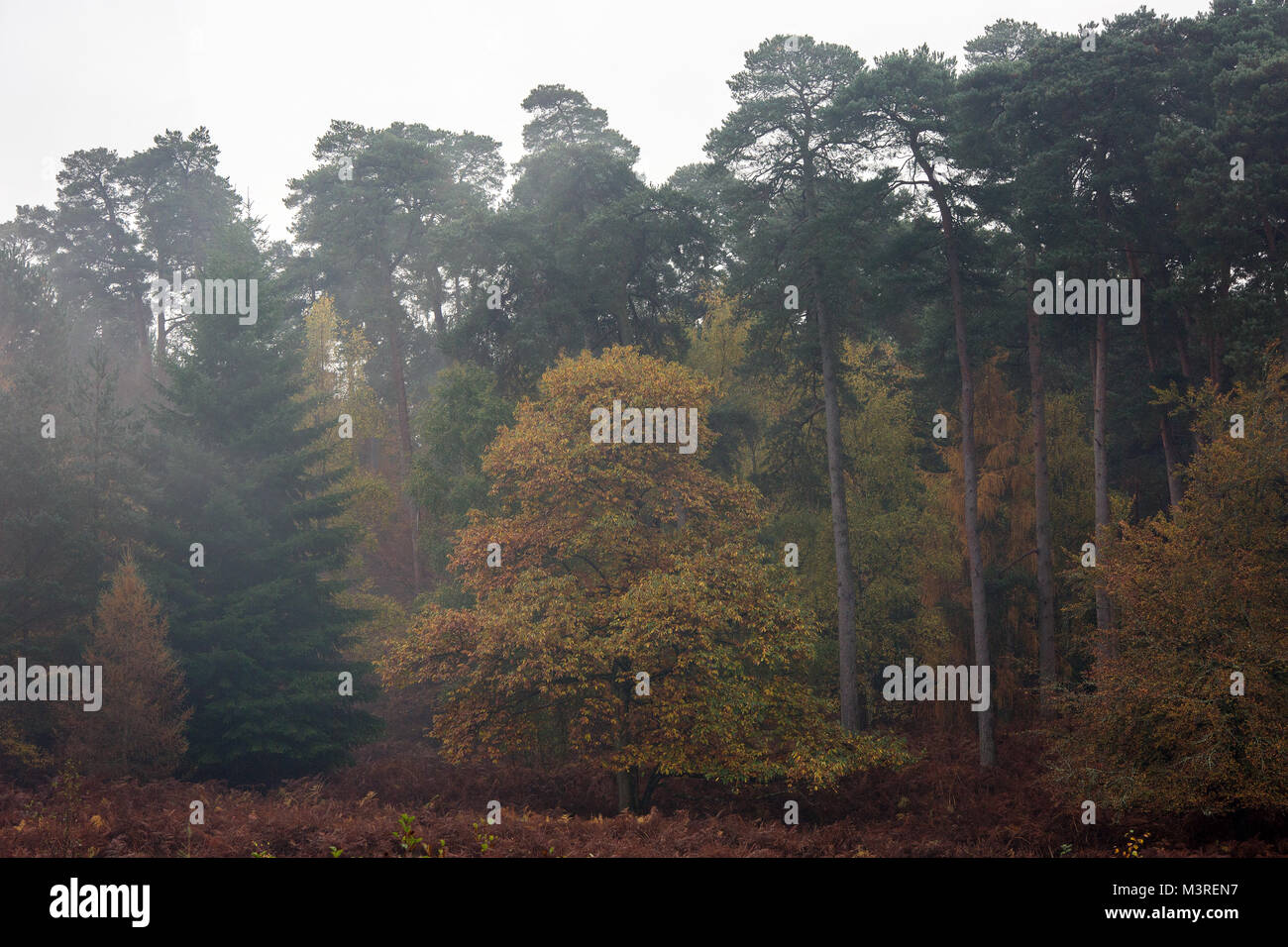 Tall trees new forest hi-res stock photography and images - Alamy