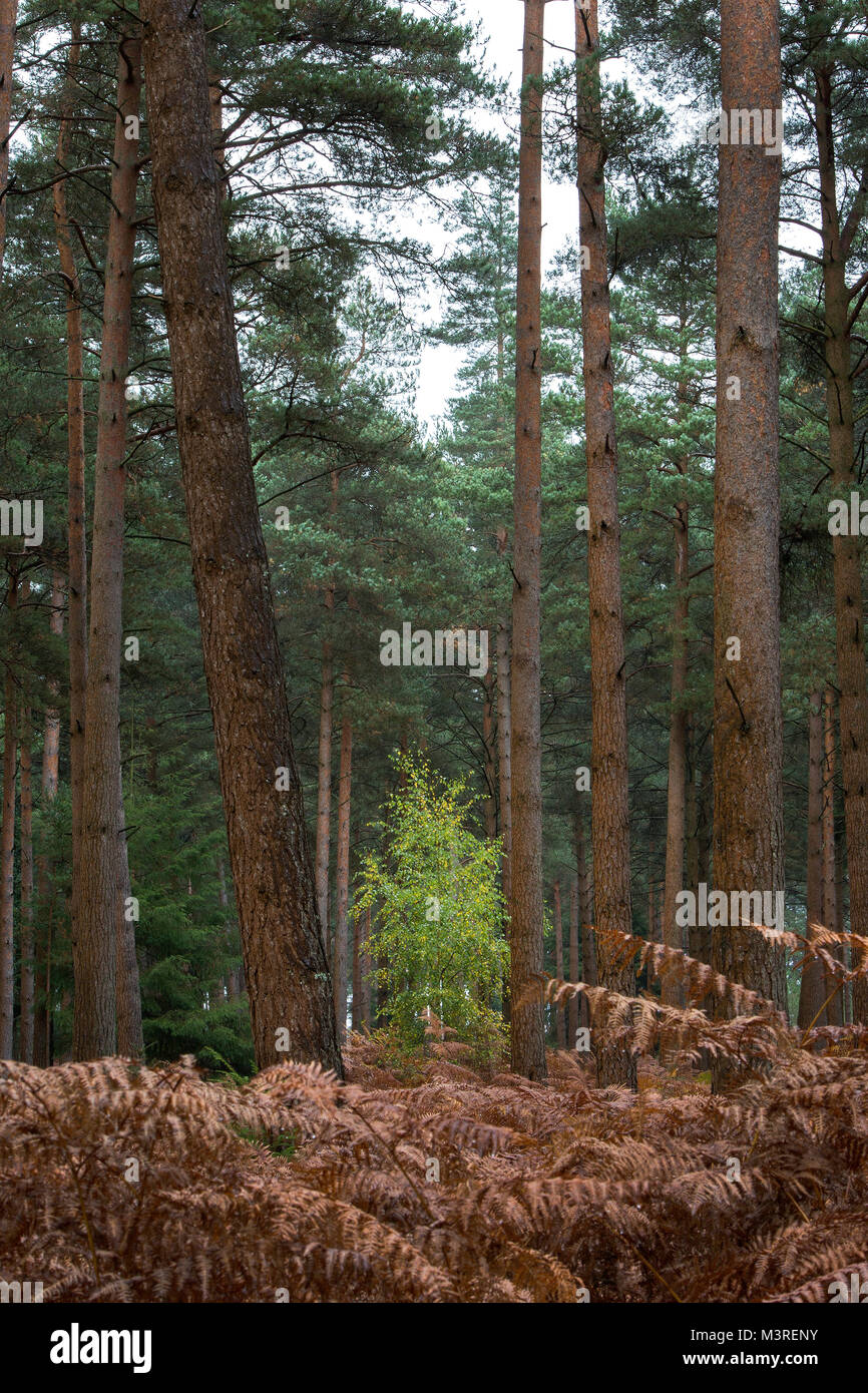 Tall Trees In The New Forest, UK Stock Photo - Alamy
