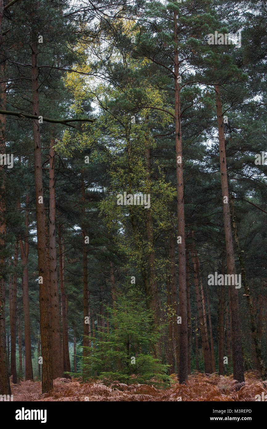 Walks autumn uk forest hi-res stock photography and images - Alamy