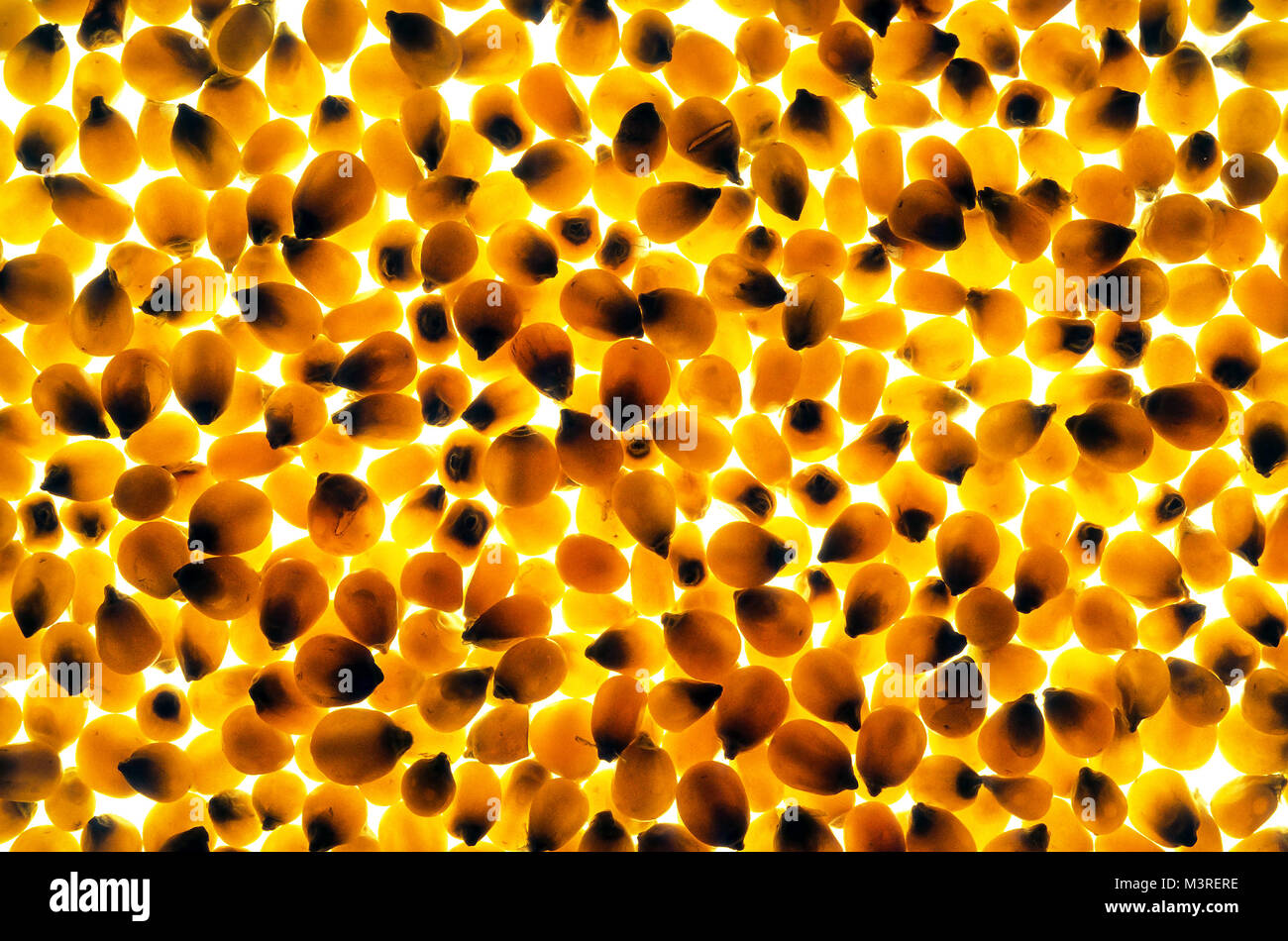 Closeup of many yellow popcorn seeds with black tips isolated against a ...