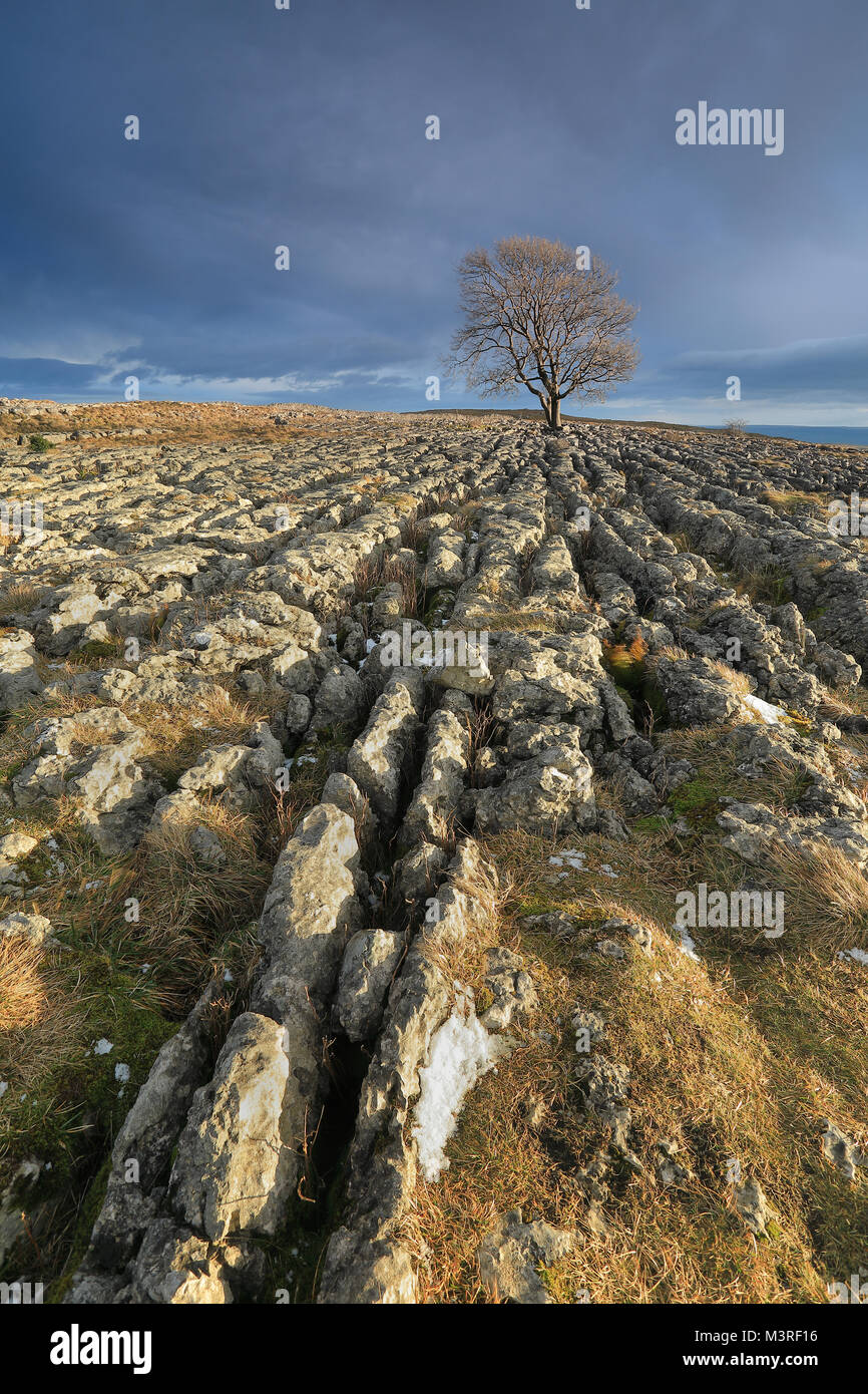 Lone tree on limestone pavement at Malham Lings in the Yorkshire Dales ...