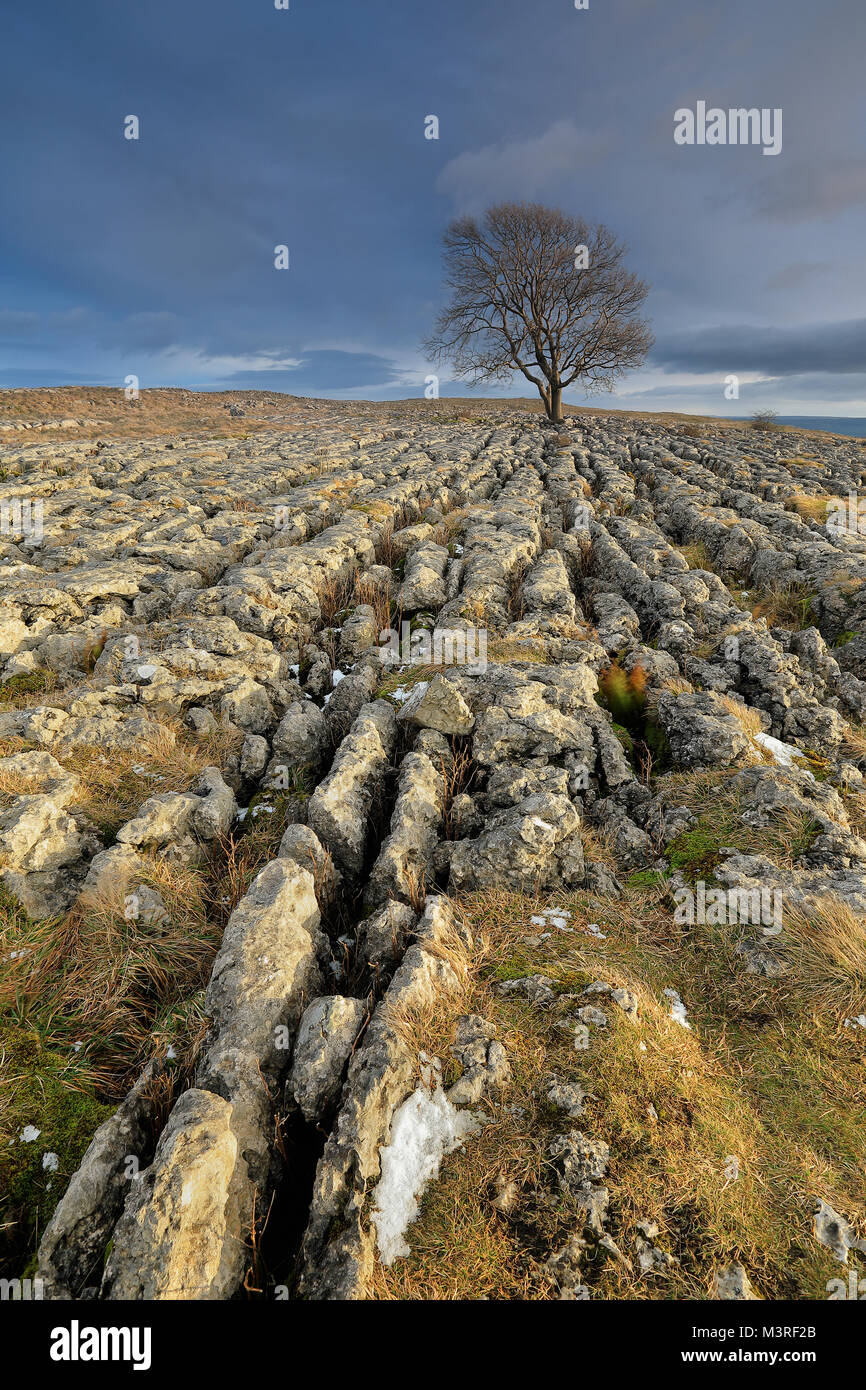 Lone tree on limestone pavement at Malham Lings in the Yorkshire Dales ...