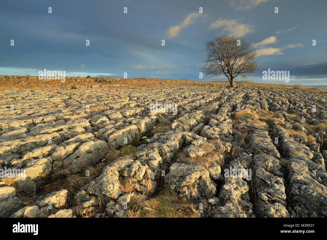 Lone tree on limestone pavement at Malham Lings in the Yorkshire Dales ...