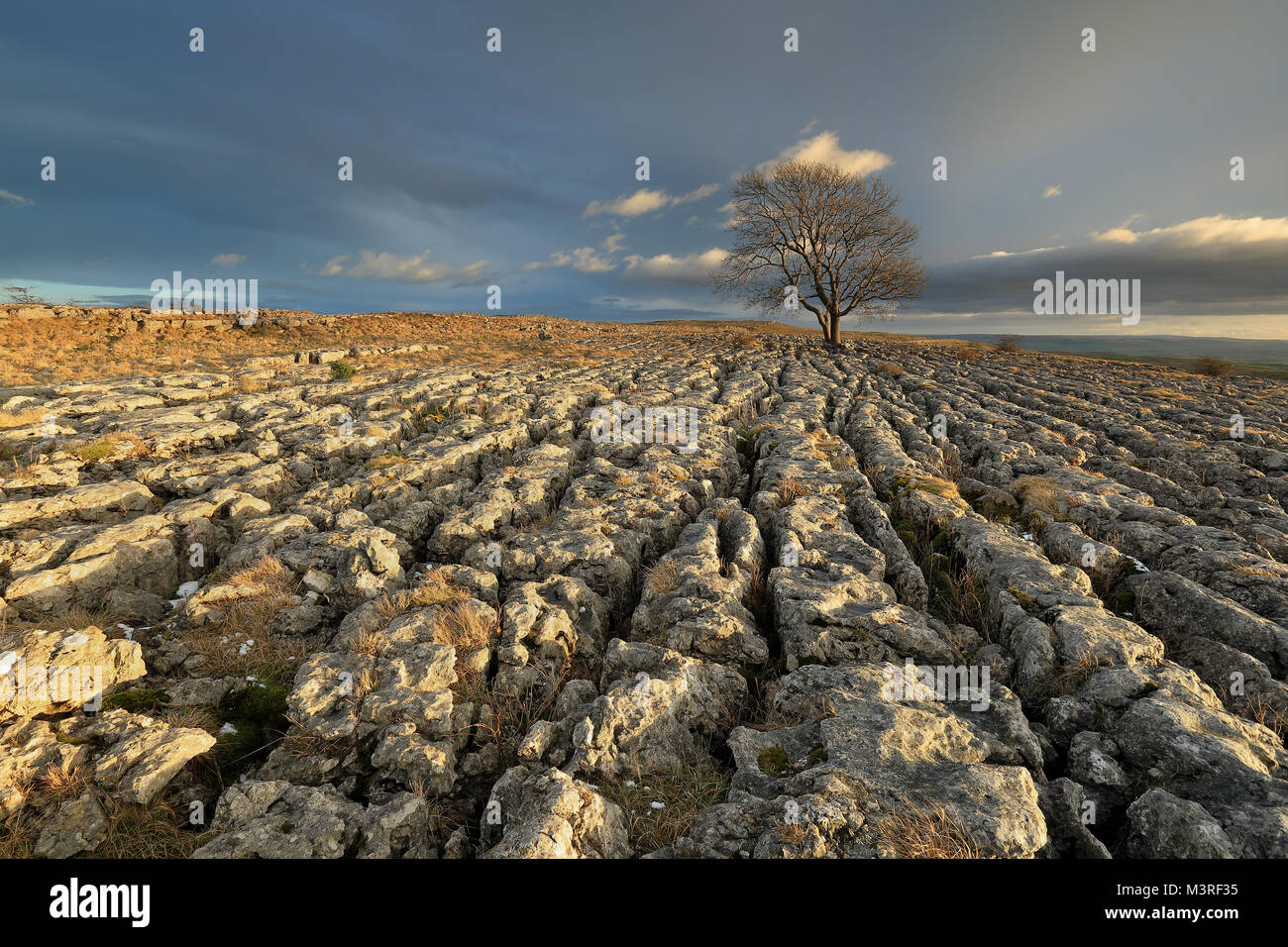 Lone tree on limestone pavement at Malham Lings in the Yorkshire Dales ...