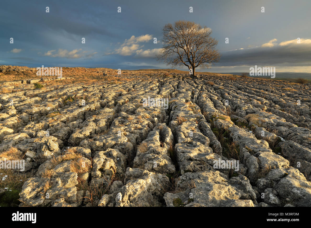Lone tree on limestone pavement at Malham Lings in the Yorkshire Dales ...