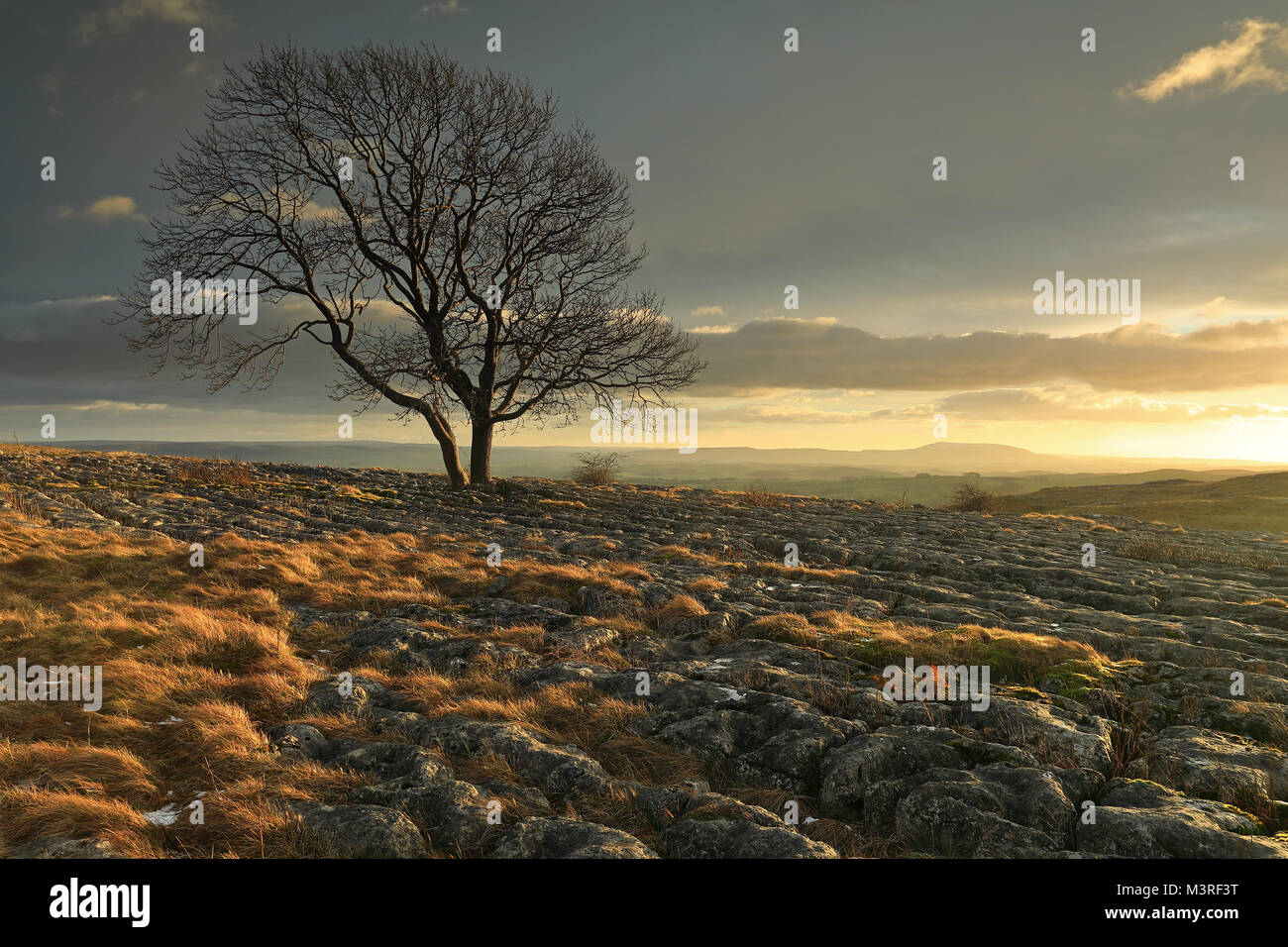 Malham tree hi-res stock photography and images - Alamy