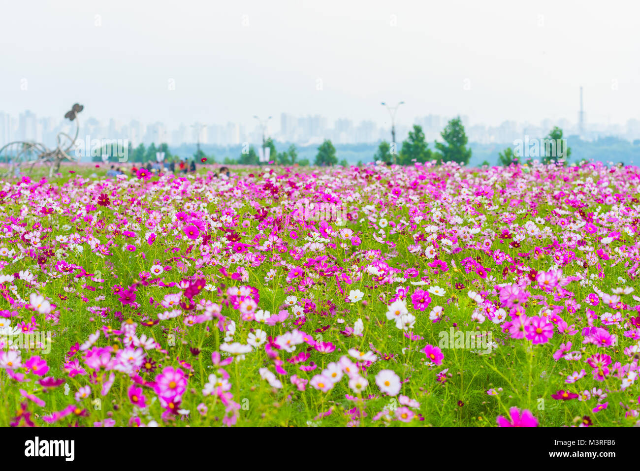 Cosmos yellow cosmos japan hi-res stock photography and images - Alamy