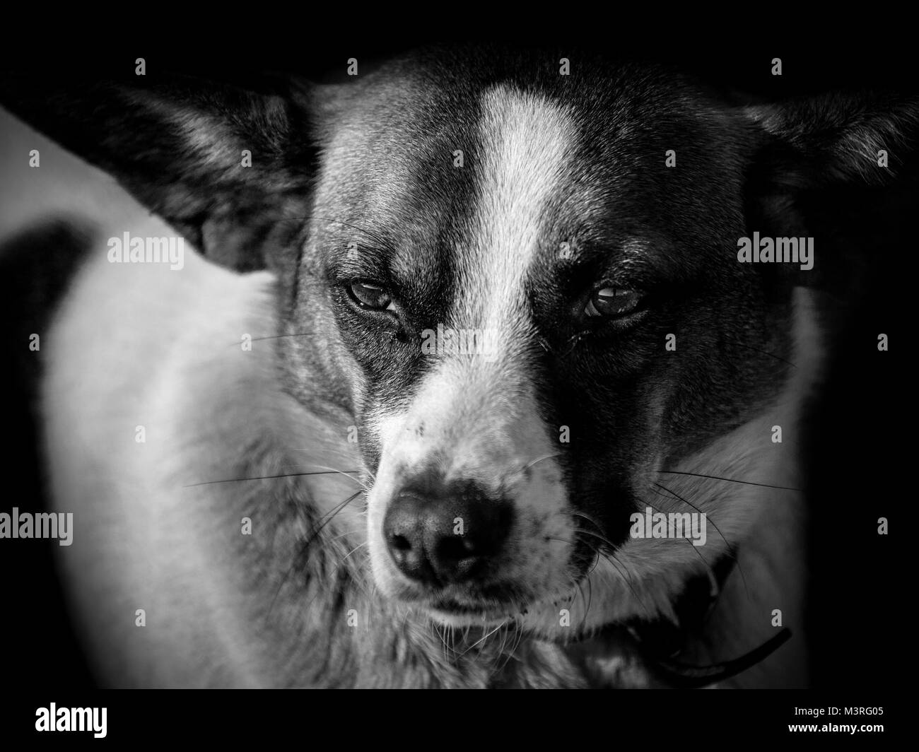 Captured color Black and White Stock Photos & Images - Alamy