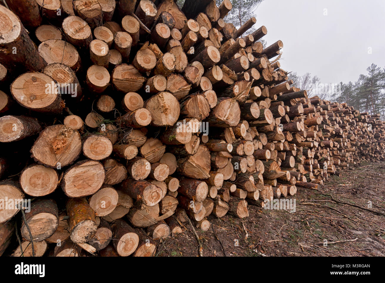 A big pile of wood in a forest road. Close-up view Stock Photo - Alamy